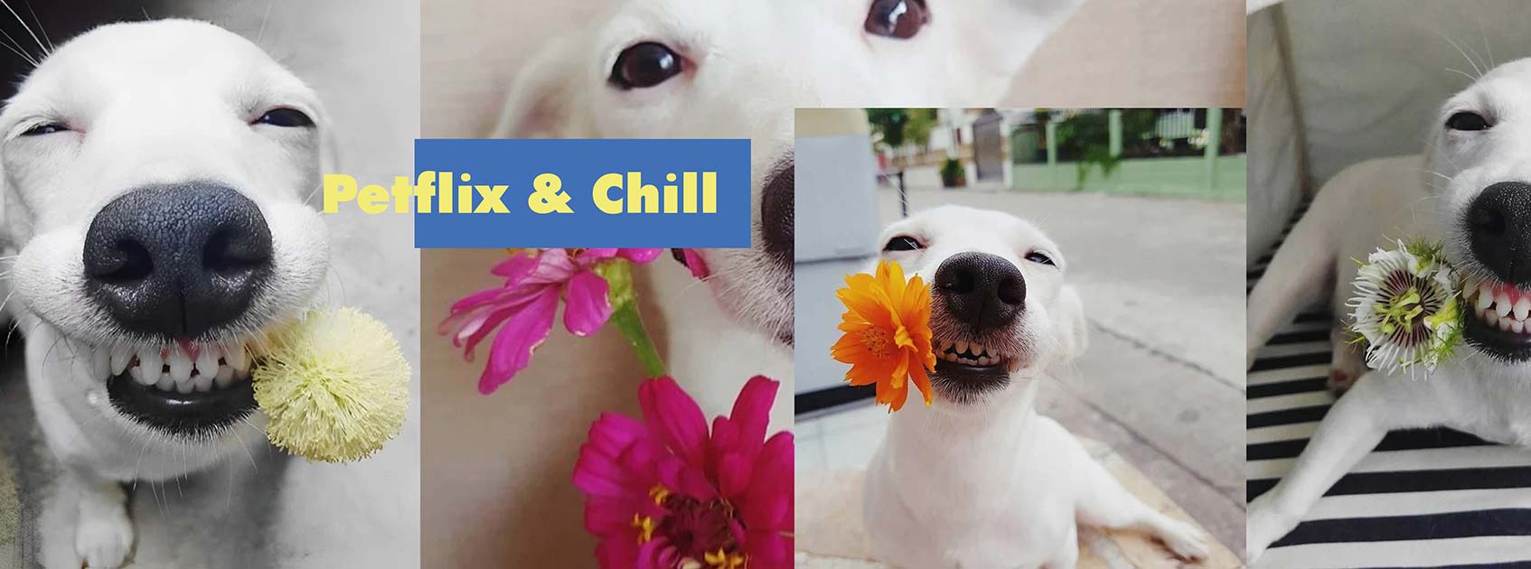 Petflix & Chill - Where furry fun reigns